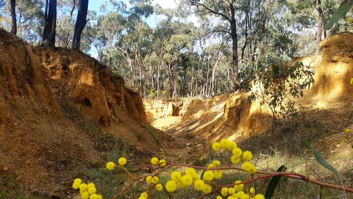 Dead Dog Gully Alluvial Gold Workings | Goldfields Guide