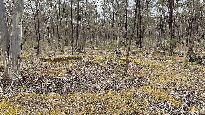 Duffy's Gully Gold Puddlers | Goldfields Guide