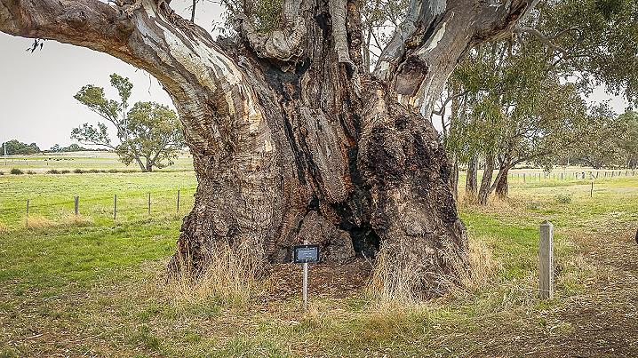 Aboriginal Birthing Tree | Goldfields Guide