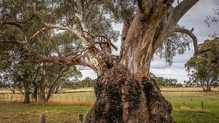 Aboriginal Birthing Tree | Goldfields Guide
